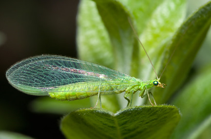 Green Lacewing Insect Green Lacewing (Chrysopidae family )